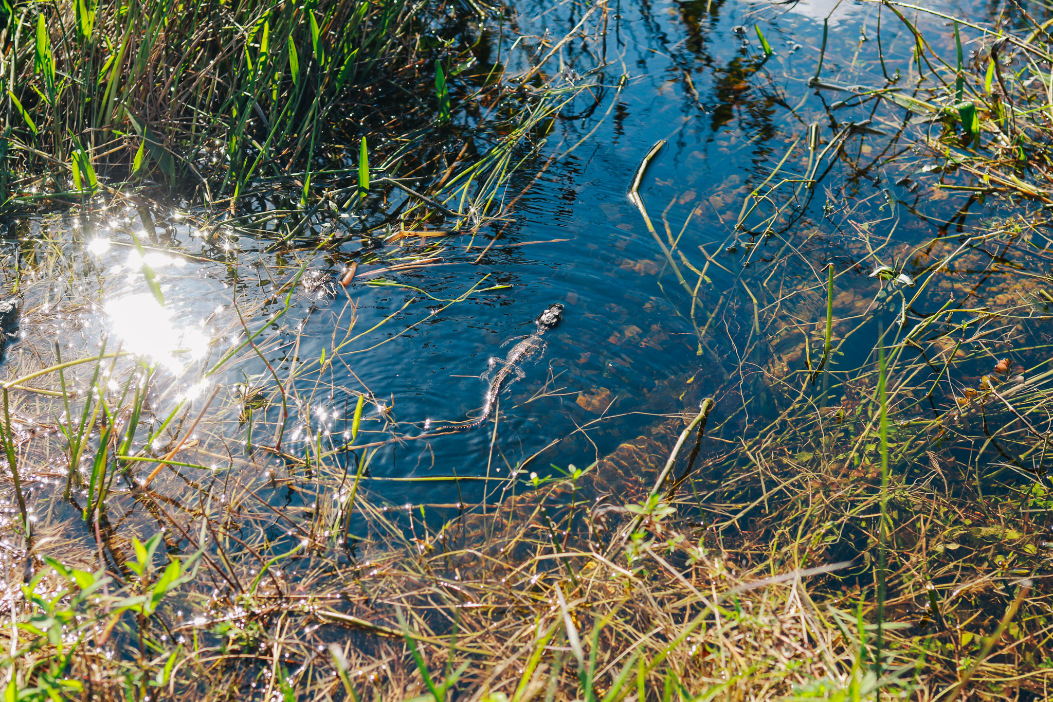 Everglades National Park | Study + Travel Guide – Simple Wonders